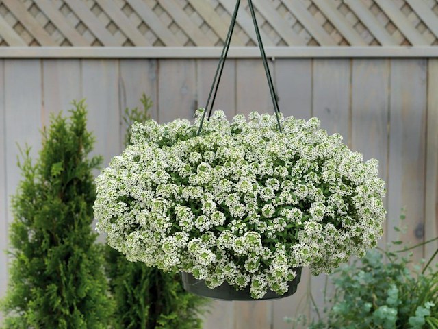 Alyssum beli, Snežna staza (Lobularia maritima Alyssum)