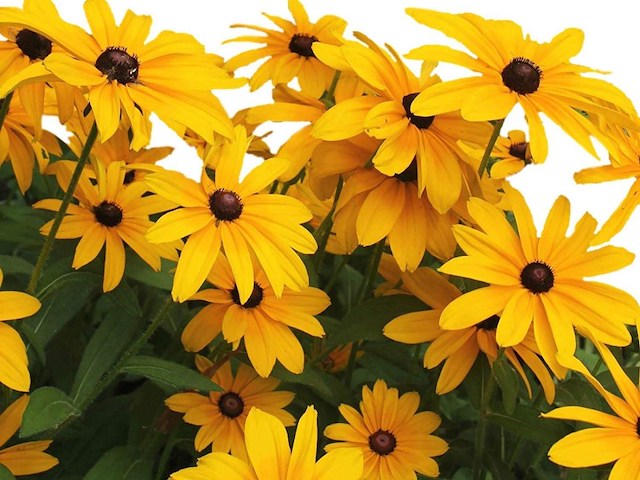 Rudbekija, Pupavica (Rudbeckia hirta)