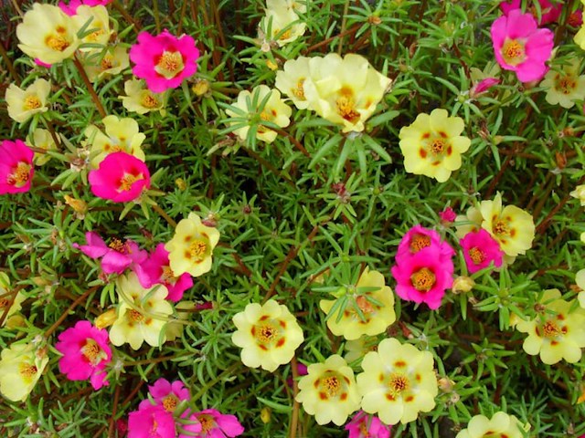 Prkos Mix (Portulaca grandiflora)