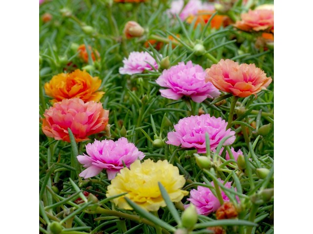 Prkos Dupli Mix (Portulaca grandiflora)