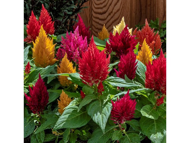 Perjanica Mix (Celosia argentea plumosa)