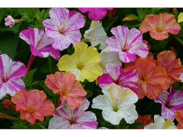 Noćurak Mix (Mirabilis jalapa)