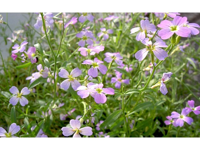 Noćna frajla (Matthiola longipetala bicornis)