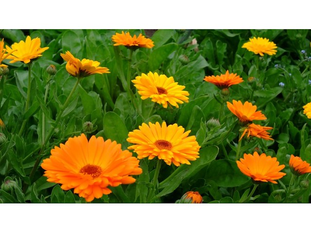 Neven (Calendula officinalis)