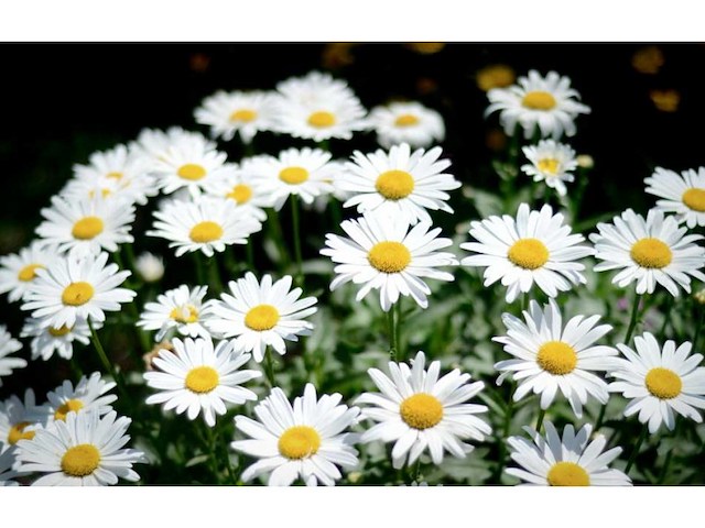 Margareta bela (Leucanthemum vulgare)