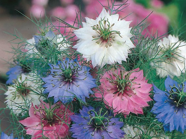 Mačiji brkovi Mix (Nigella damascena)