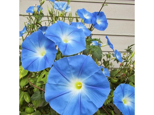 Ladolež plavi Heavenly Blue (Ipomoea tricolor Heavenly