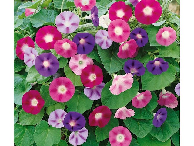 Ladolež Mix (Ipomoea purpurea)