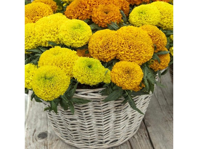 Kadifa visoka Mix (Tagetes erecta)