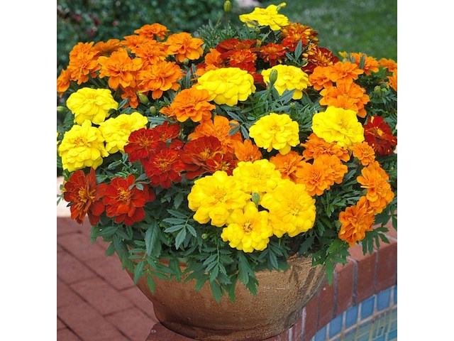 Kadifa niska Mix (Tagetes patula)