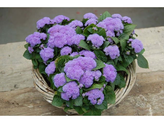 Goruća ljubav plava (Ageratum houstonianum)