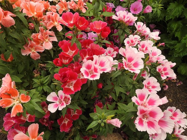 Godecija, Letnja Azaleja Mix (Godetia grandiflora)