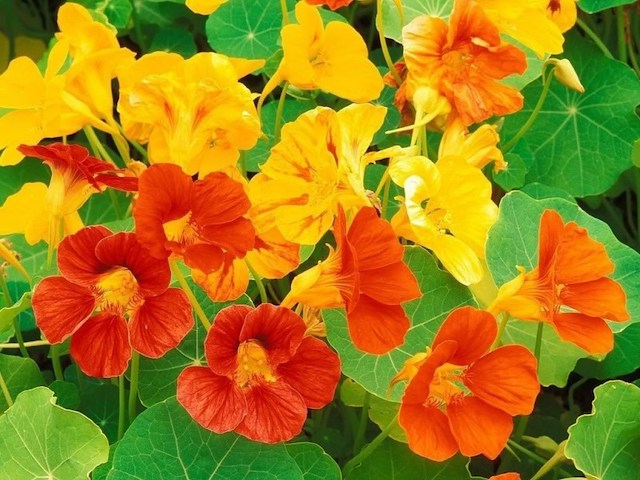 Dragoljub Mix (Tropaeolum majus)