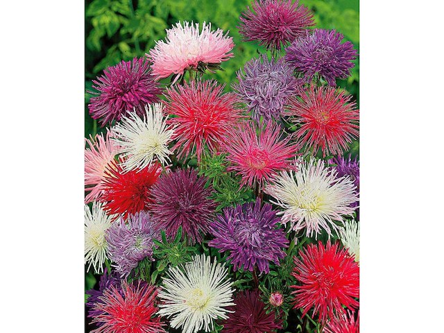 Aster, Lepa Kata Unikum Mix (Callistephus chinensis)