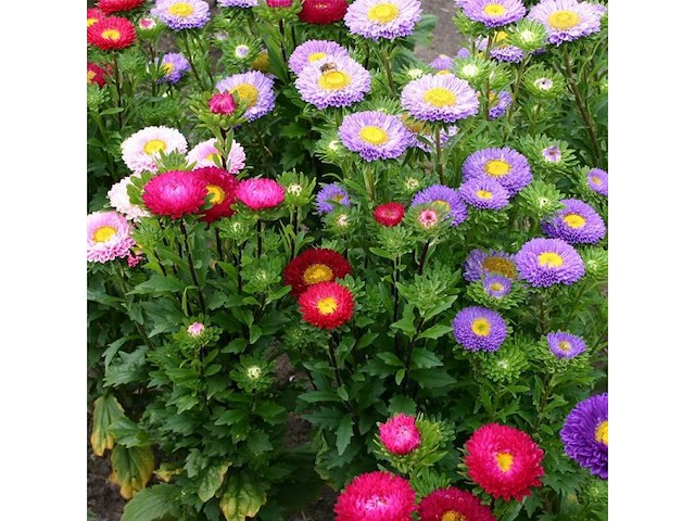 Aster, Lepa Kata Mini Mix (Callistephus chinensis)