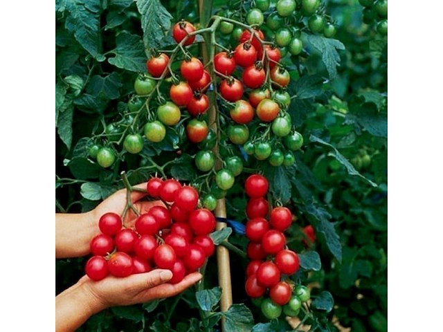 Paradajz Cherry Belle, visoki (Solanum lycopersicum)