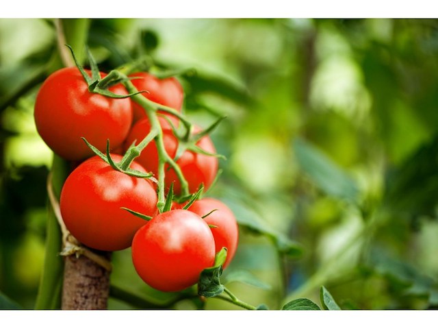 Paradajz Novosadski jabučar (Solanum lycopersicum)