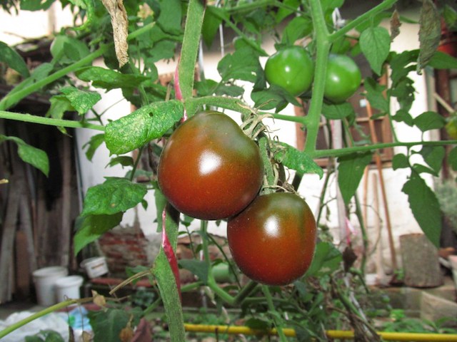 Kumato paradajz, seme 15 komada