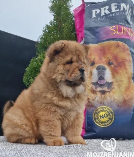 Chow chow štenci