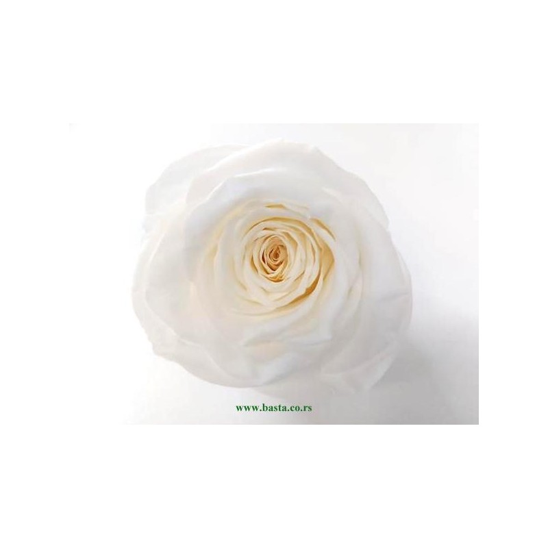 Dream ruža 1402-4/ bela kutija (6 kom)