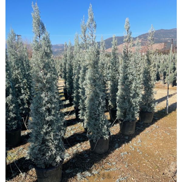 Cupressus arizonica • C35 L • KUPA • 200 + cm