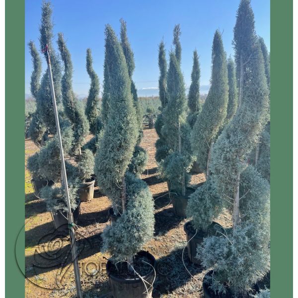 Cupressus arizonica • C35 L • spirala • 200 + cm