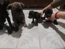 Cane corso stenci na prodaju