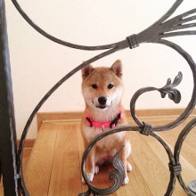 Shiba inu stenci