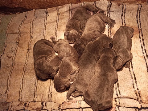 Cane corso štenci