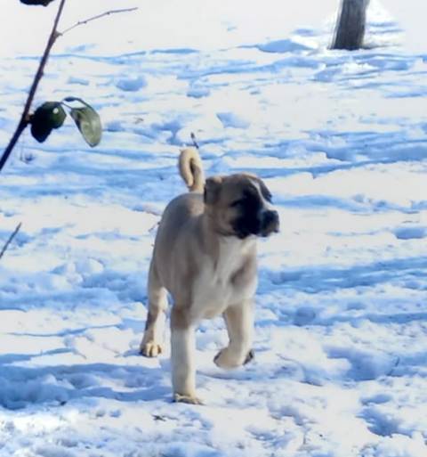 Turski kangal štenci