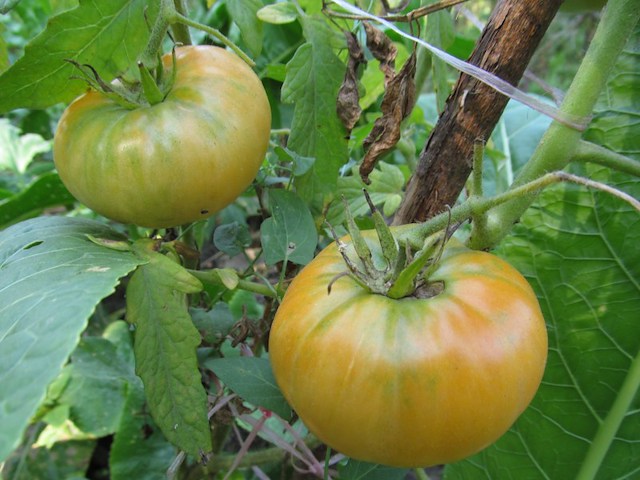 Podrisan, stara sorta paradajza, seme 10 komada