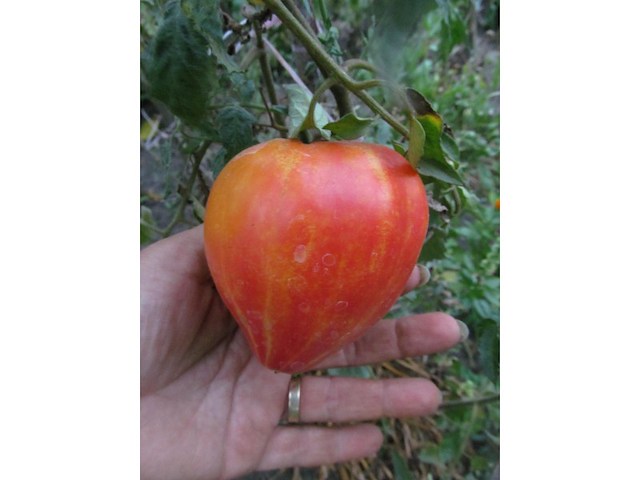 Šatirano volovsko srce, paradajz, seme 5 komada