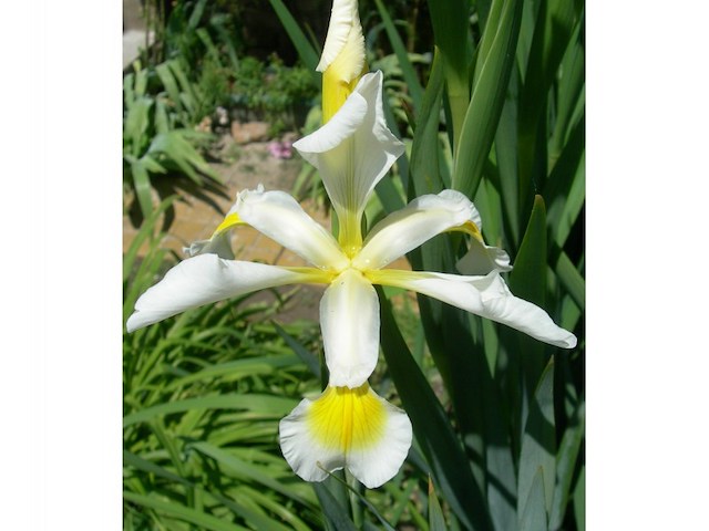 Visoki beli sibirski iris - 1 rizom