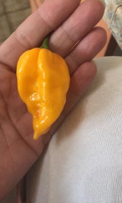 Cili Habanero yellow (seme) Chilli paprika