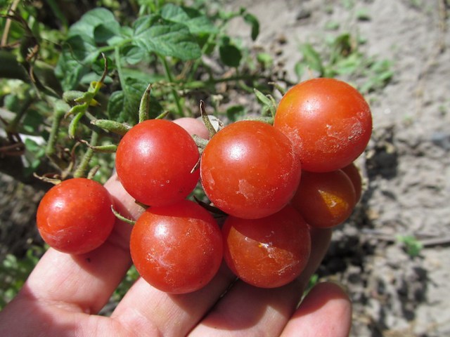 Ladybird (bubamara) čeri paradajz, seme 10 komada