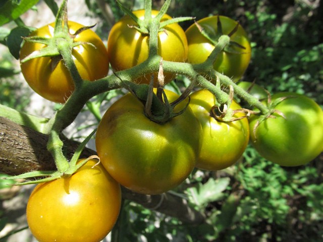 Žuto zeleni čeri paradajz stara sorta, seme 10 komada