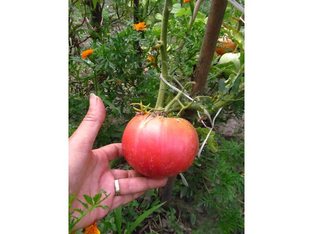 Rozi gigant paradajz, seme 10 komada