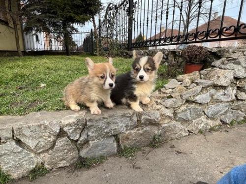 Welsh Corgi Pembroke