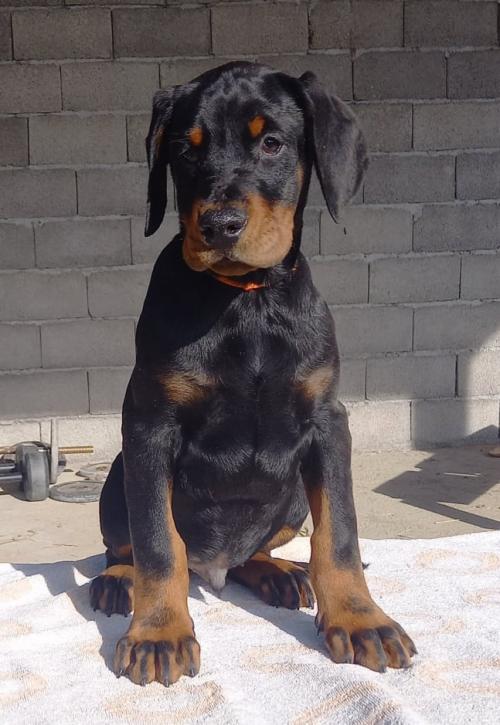 Doberman stenad