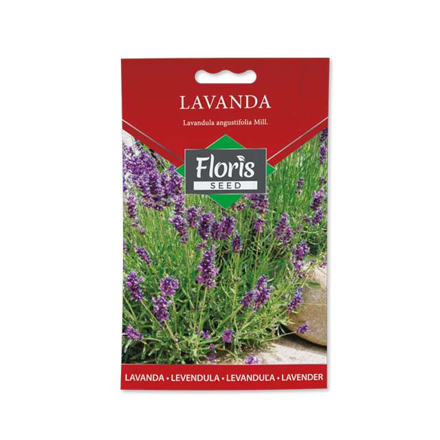 Lavanda