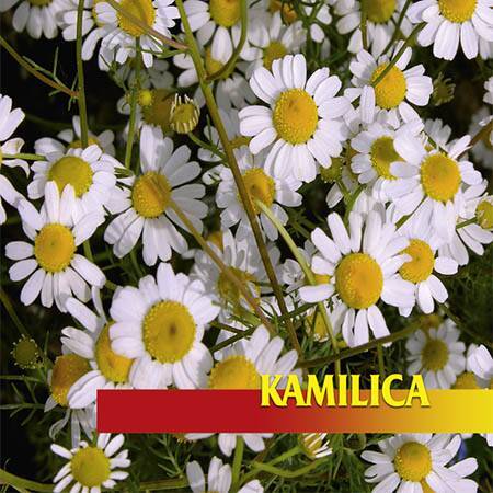 Kamilica
