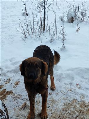 Šarplaninac, odrastao pas