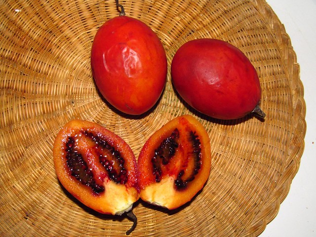 Tamarillo drvo paradajz, seme 5 komada