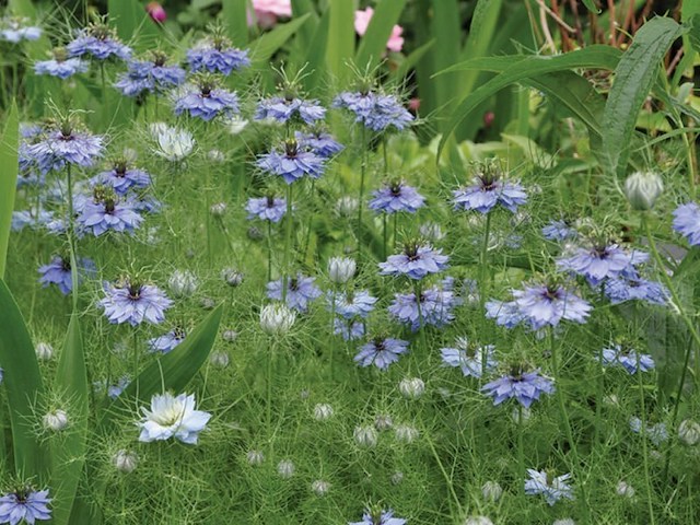 Ćurekot (čorokot), crni kim, Nigela sativa, seme 300 k.