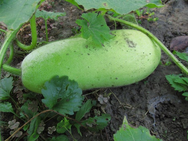 Voštana tikvica sa Tajlanda (wax gourd)  seme 6 komada