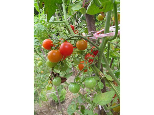 Mirabelle čeri paradajz, seme 10 komada