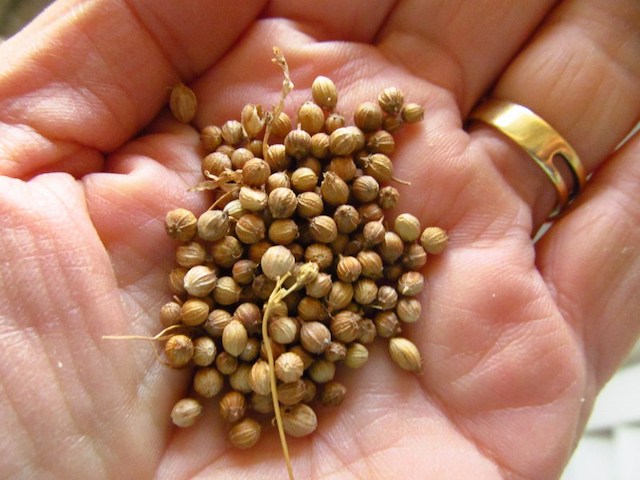 Korijander krupnog semena iz Indije, 30 komada