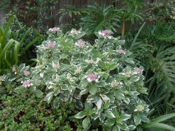 Hydrangea macrophylla Maculata - šarenolisna hortenzija
