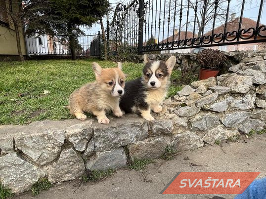 Welsh Corgi Pembroke