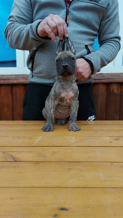 Presa Canario štenci